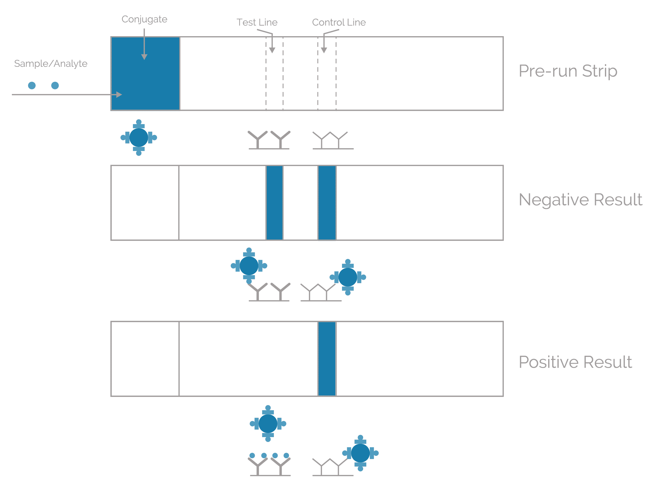 Lateral Flow Assays: How Does Lateral Flow Work? - DCN Dx